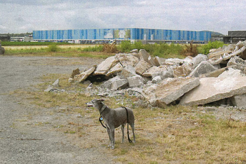 WRSV Solitude e.V. - Über uns