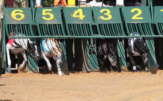 WRSV Solitude e.V. - Bahnrekorde