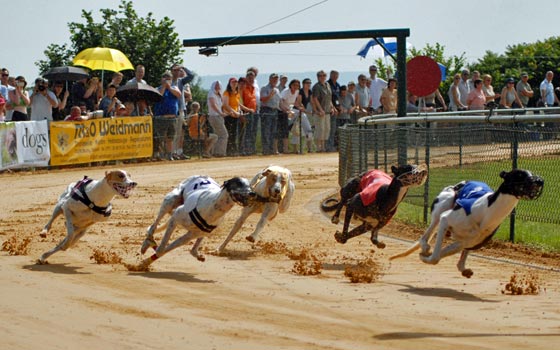 WRSV Solitude e.V. - Über uns