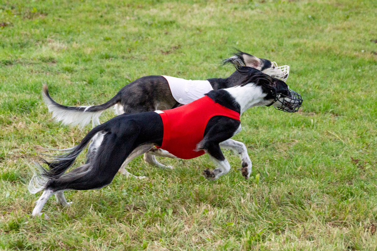 WRSV Solitude e.V. - Startseite