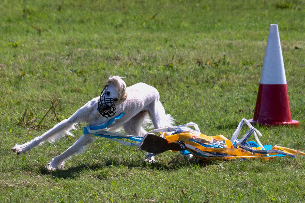 WRSV Solitude e.V. - Startseite